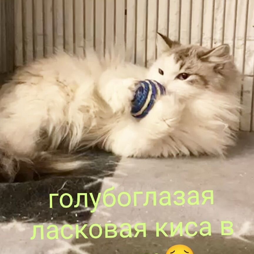 Невская маскарадная, взрослая кошка