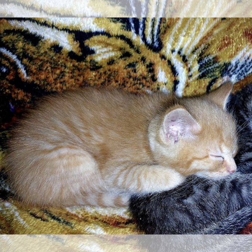 Котёнок в добрые руки