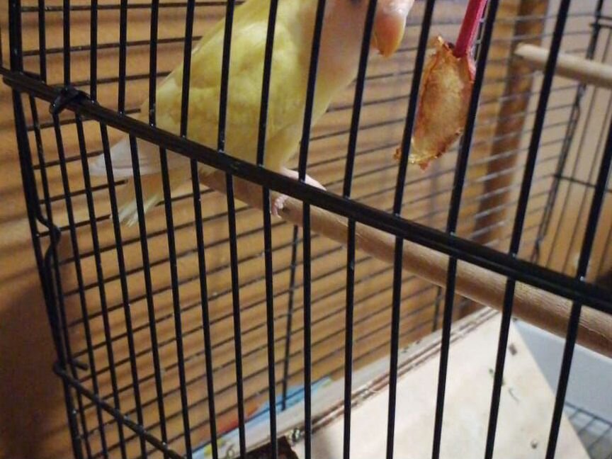 Попугай неразлучник с клеткой