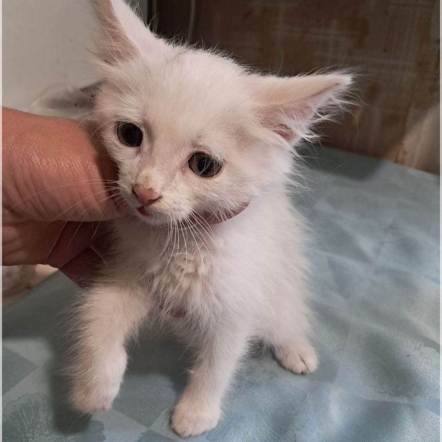 Малыши котята белоснежные облачка