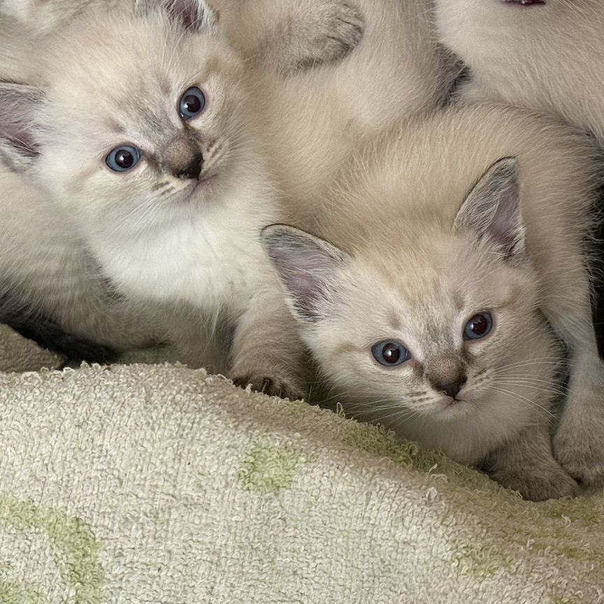 Сиамские котята