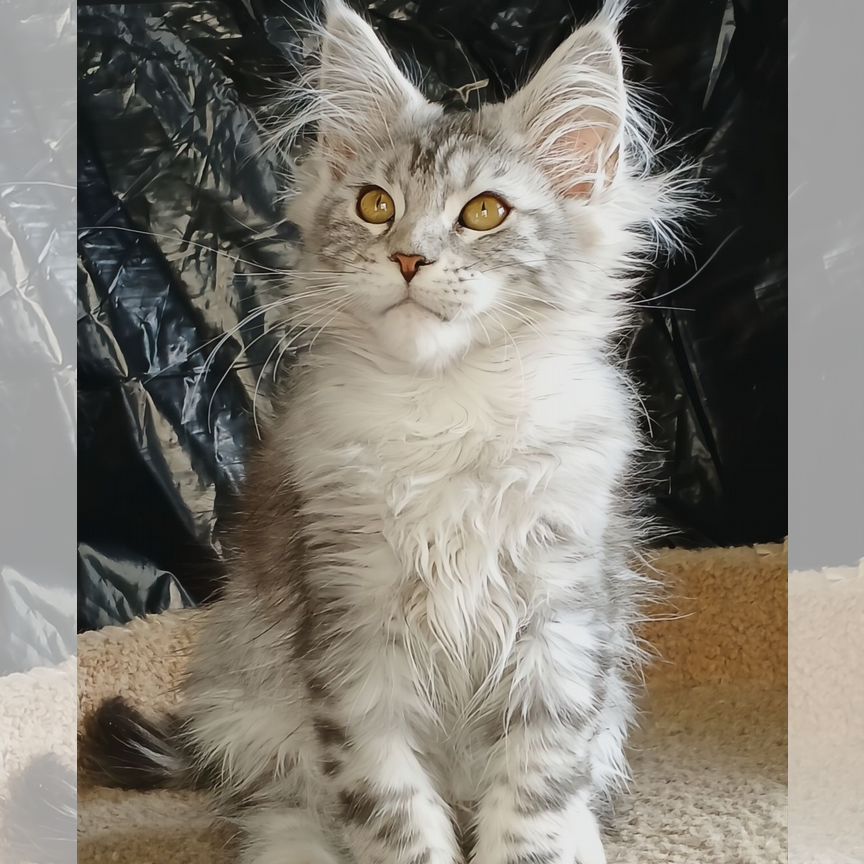 Мейн-кун котёнок