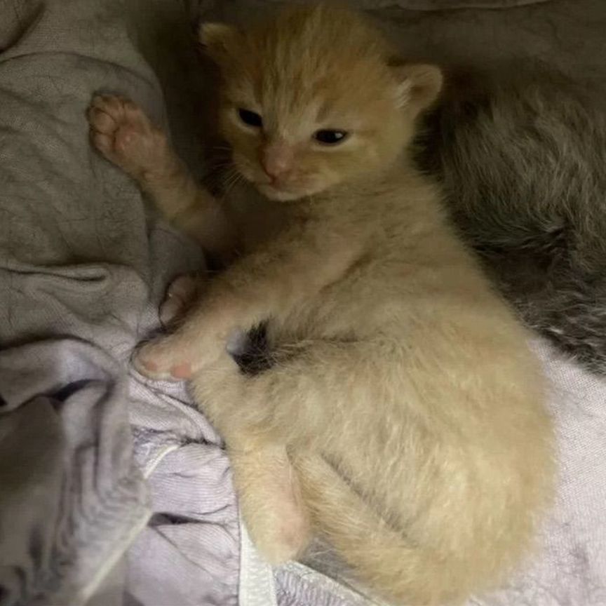 Сибирский котёнок