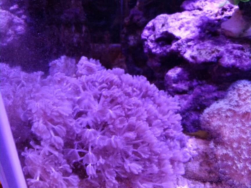 Ксения пульсирующая