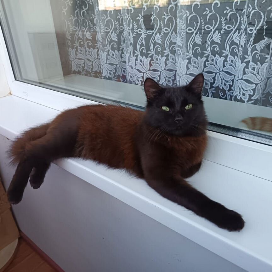 Котик