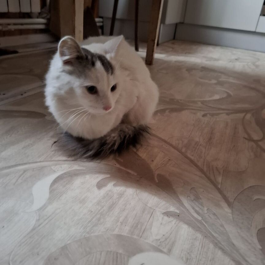 Помогите пристроить кота