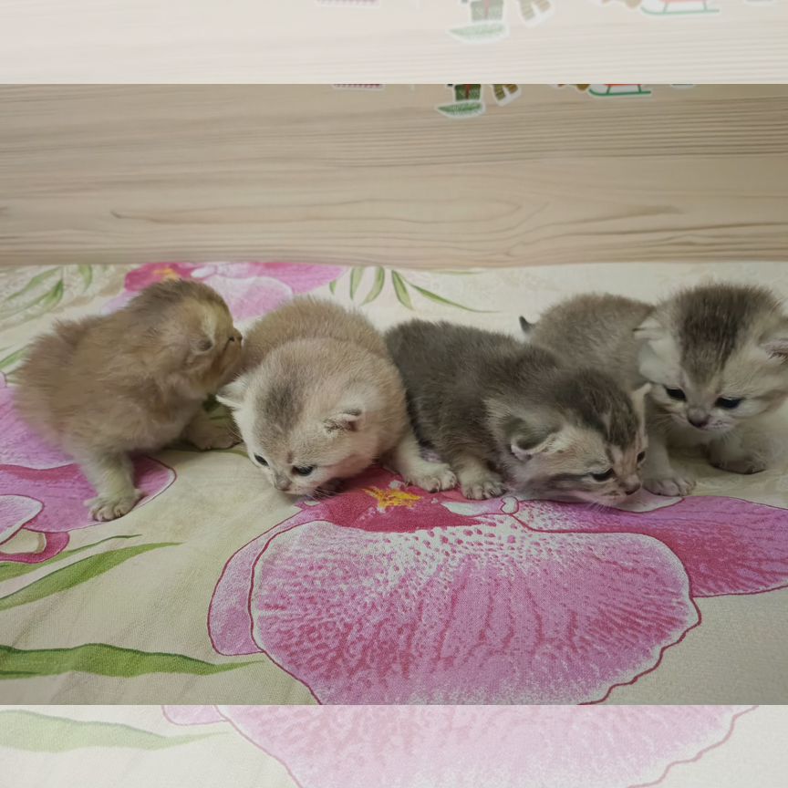 Шотландский прямоухий короткошёрстный котёнок