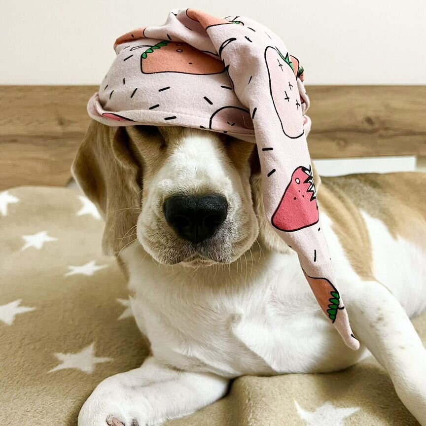 Шапка невидимка для собак в клубнички