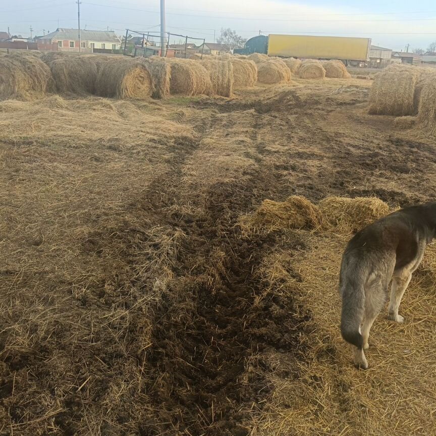 Продам сено, солома