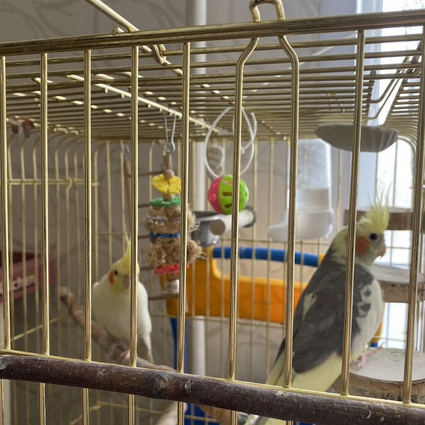 Попугаи Корелла с клеткой