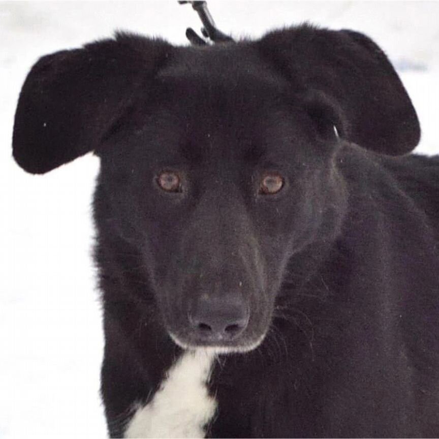 Взрослая собака в добрые руки