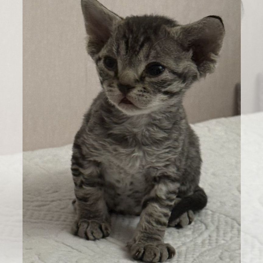 Девон-рекс котёнок