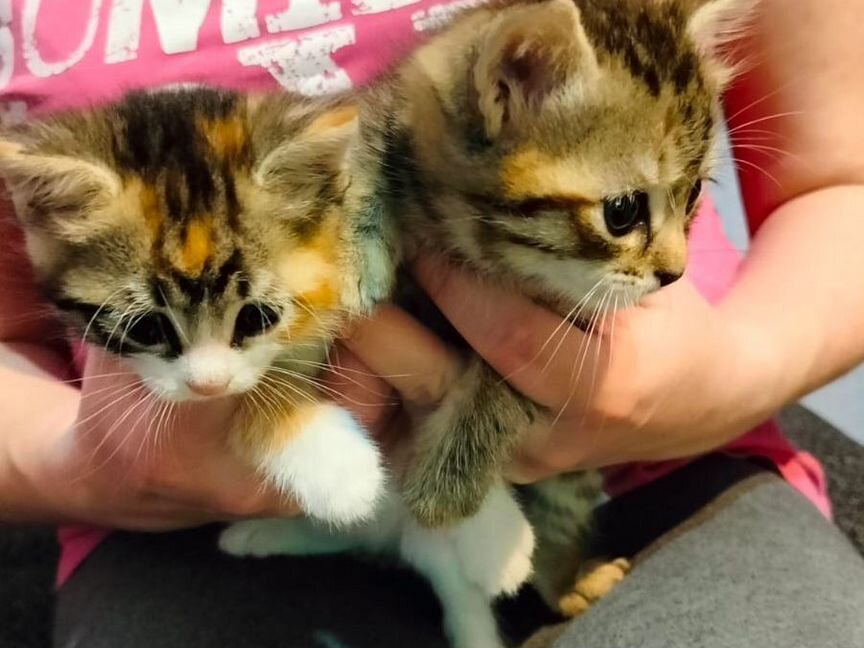 Красивые котята бесплатно