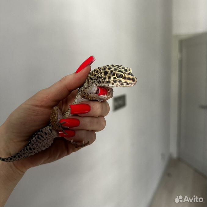 Ящерица эублефар