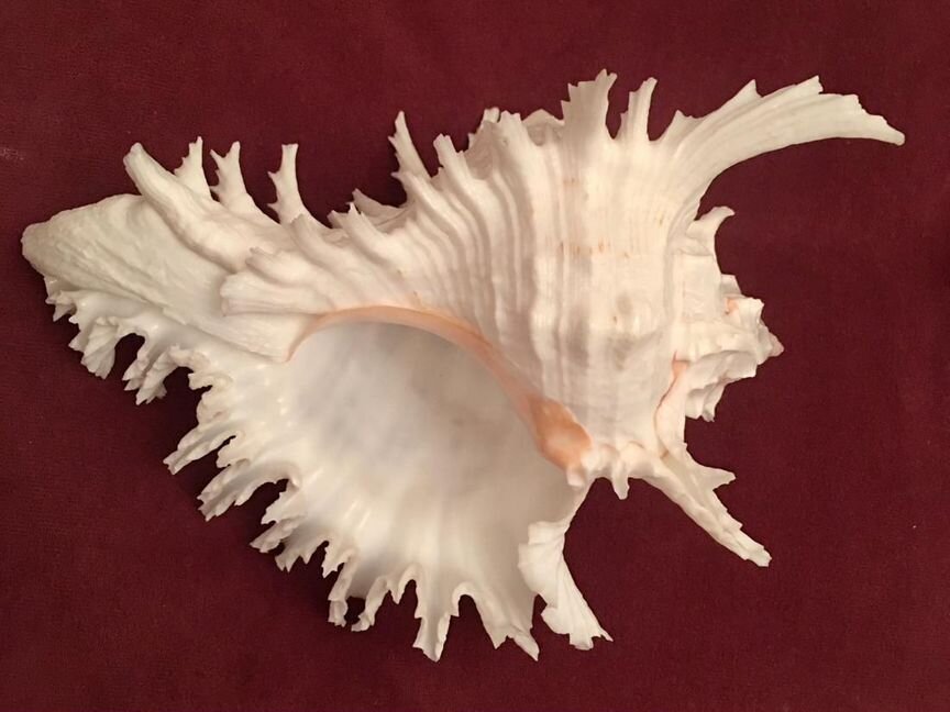 Ракушка,Мурекс Ветвистый