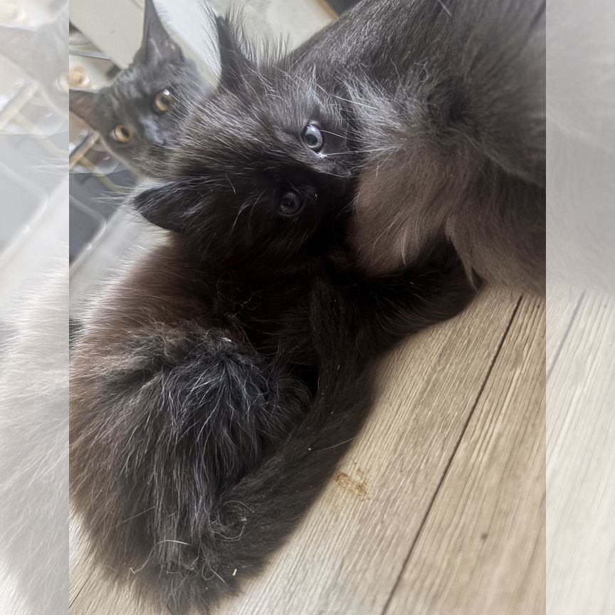 Британский длинношёрстный котёнок