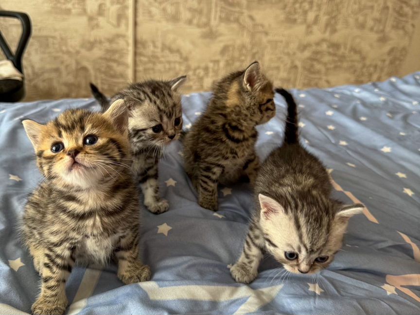 Британские котята