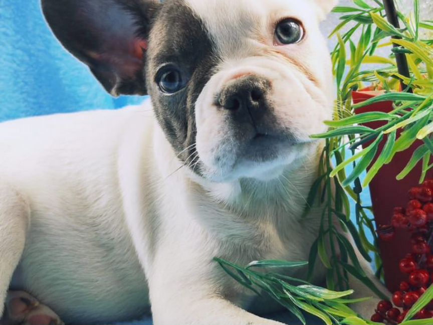 Французский бульдог