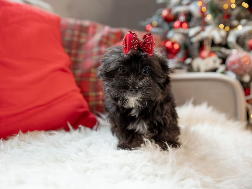 Йоркширский терьер бивер щенки