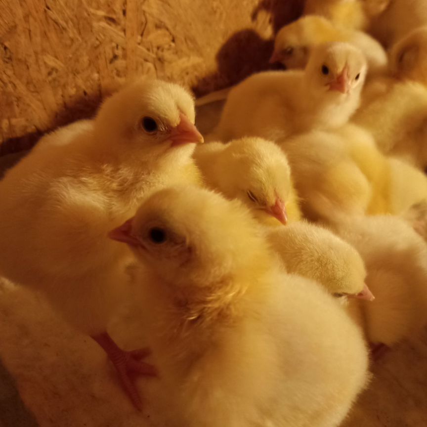 Цыплята