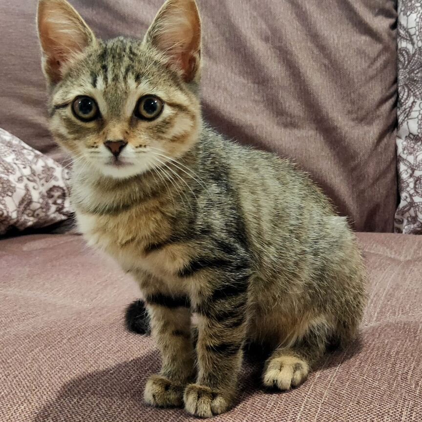 Котёнок с приданным