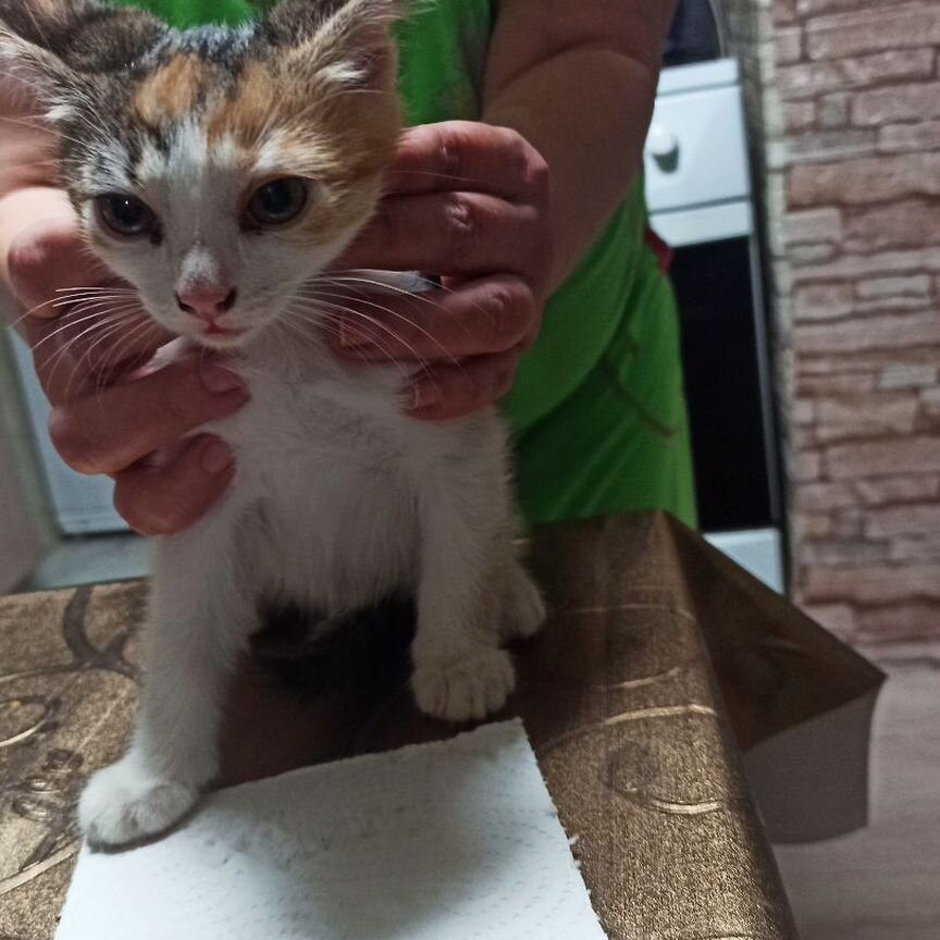 Котенок