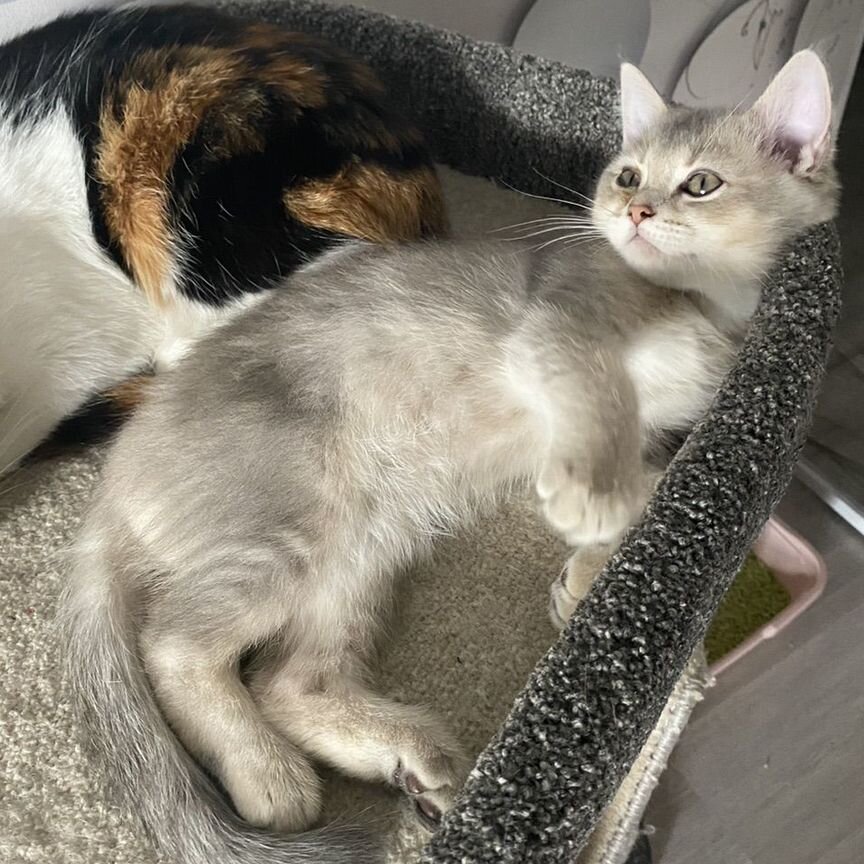 Шотландский котенок