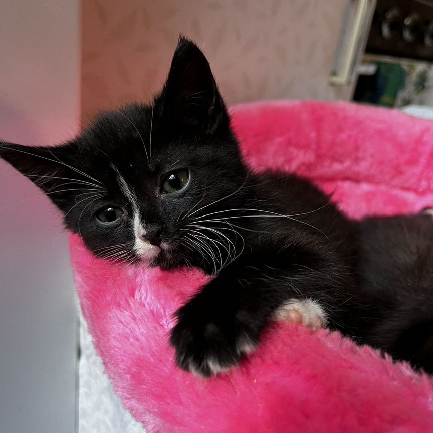 Котёнок Соня в поиске дома