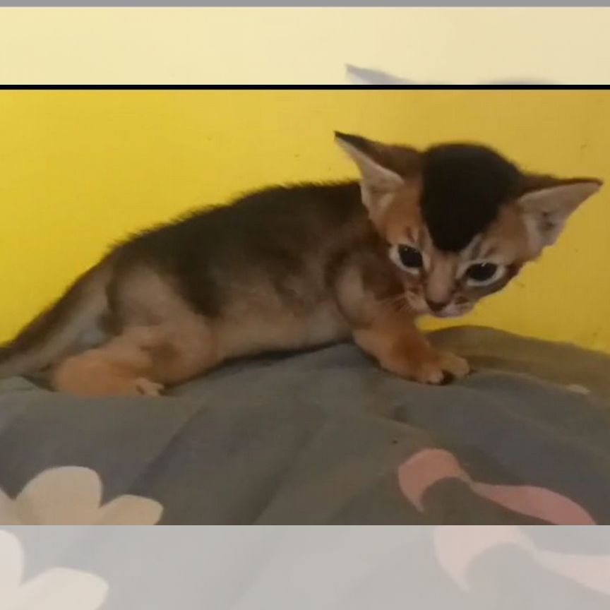 Много котят от абиссина