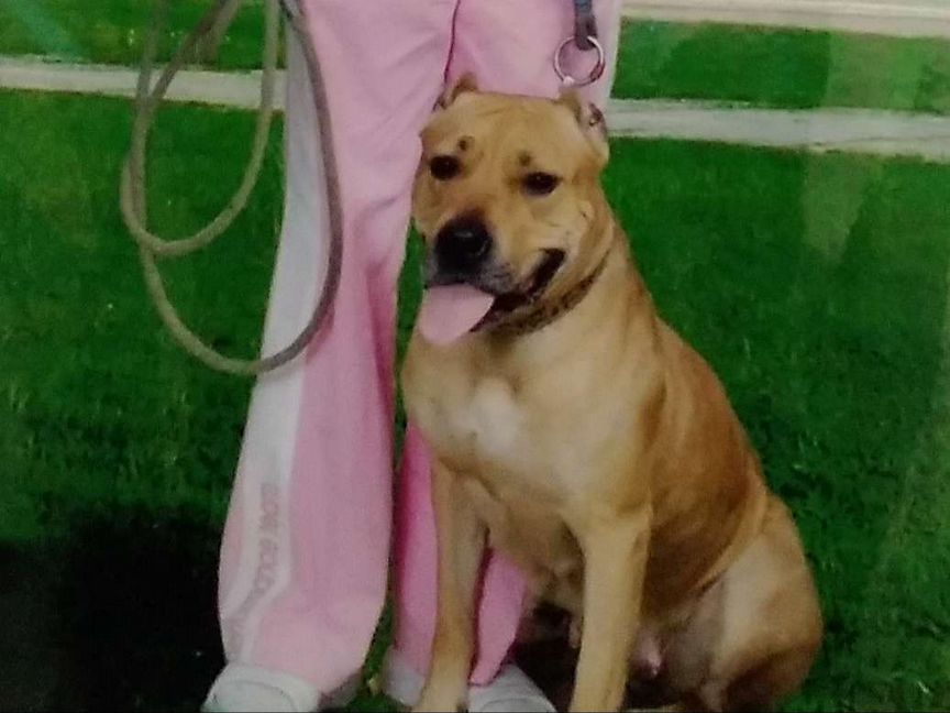 Щенок- потеряшка