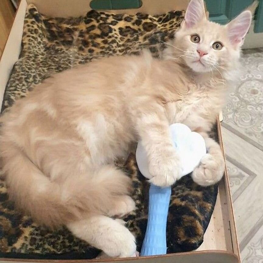 Чудесные котята мейн-кун