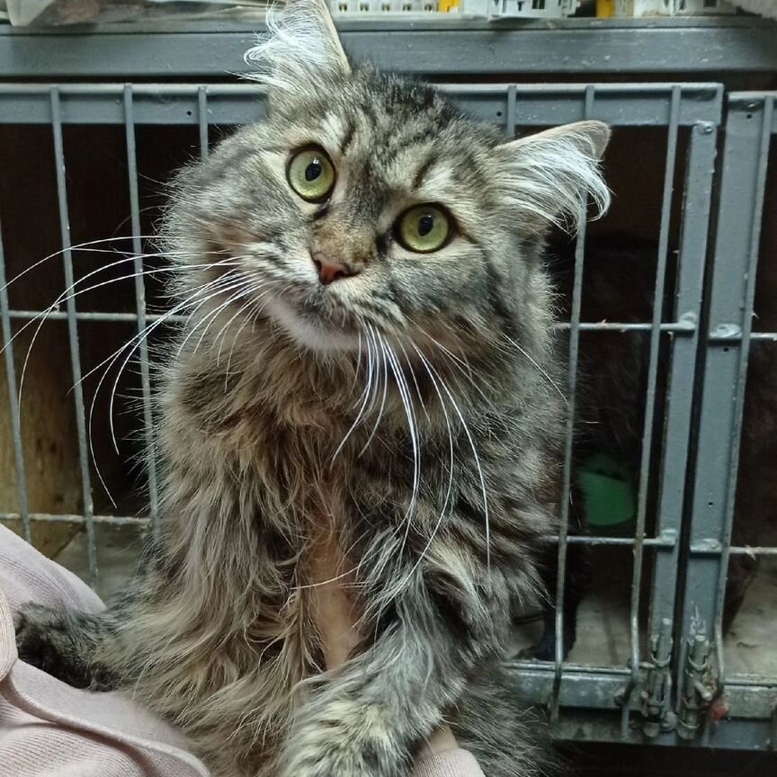 Красавица Жанна