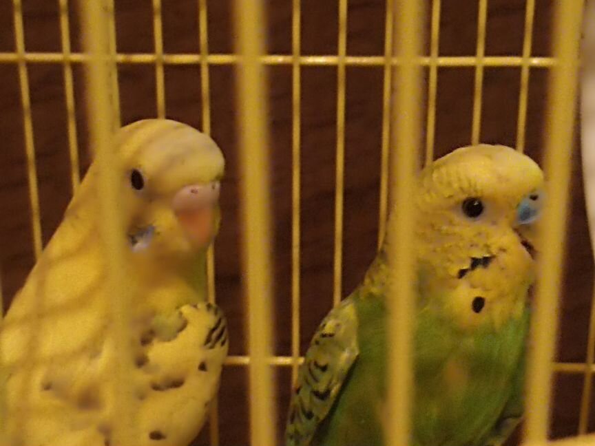 Пара волнистых попугаев