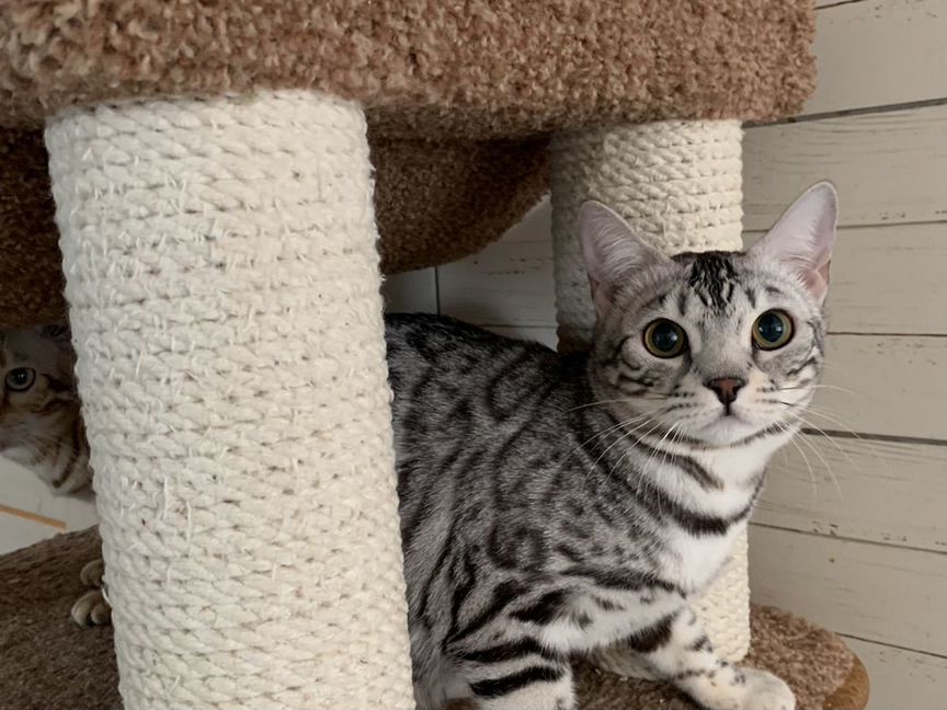 Бенгальские котята серебро