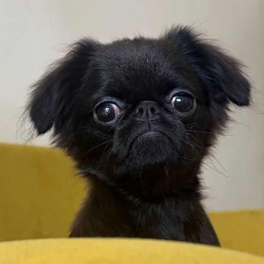 Jarvi monoprotein line индейка для щенков