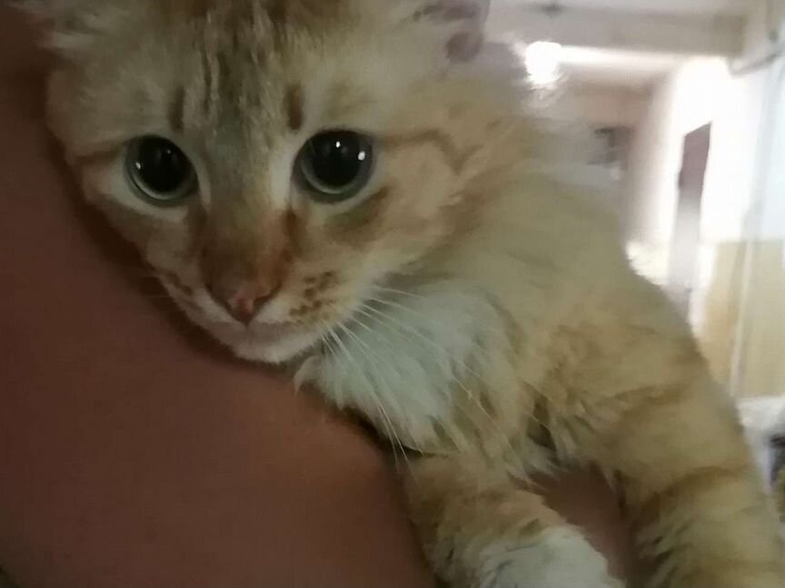 Кошка в дар бесплатно