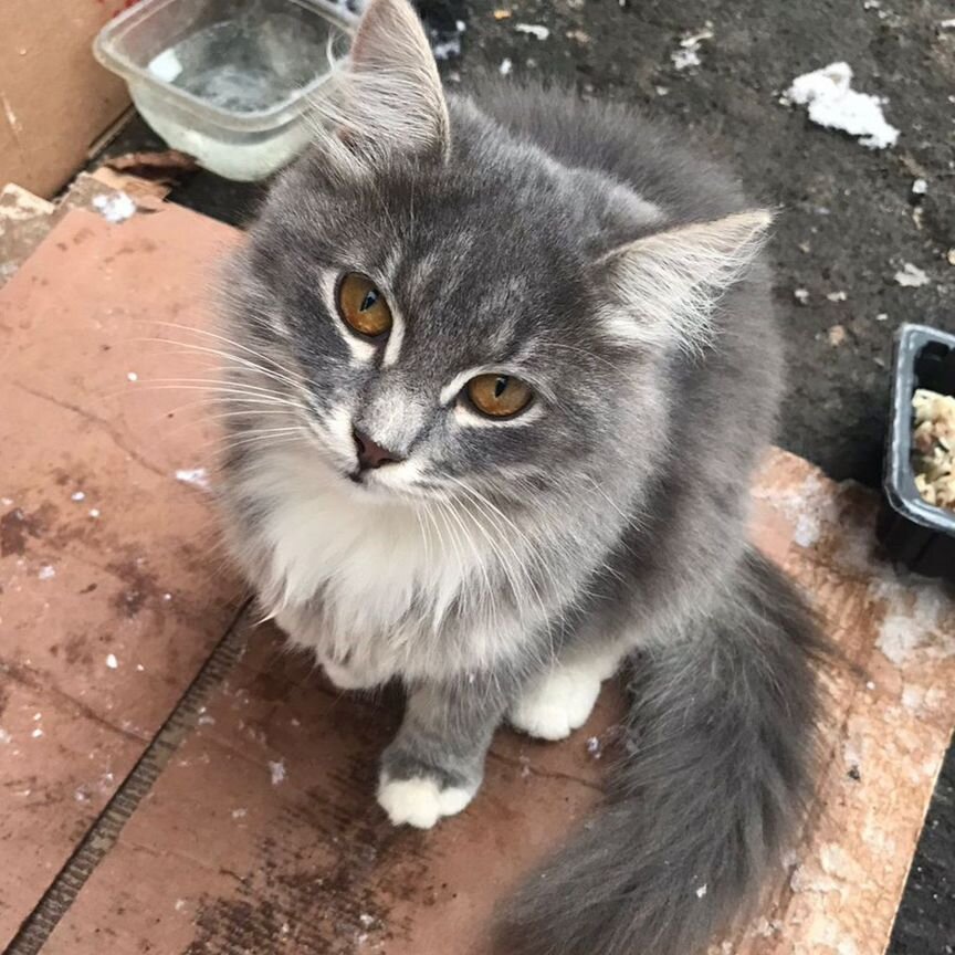 Котенок девочка в добрые руки
