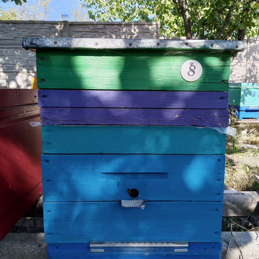 Улья Дадан, Рут