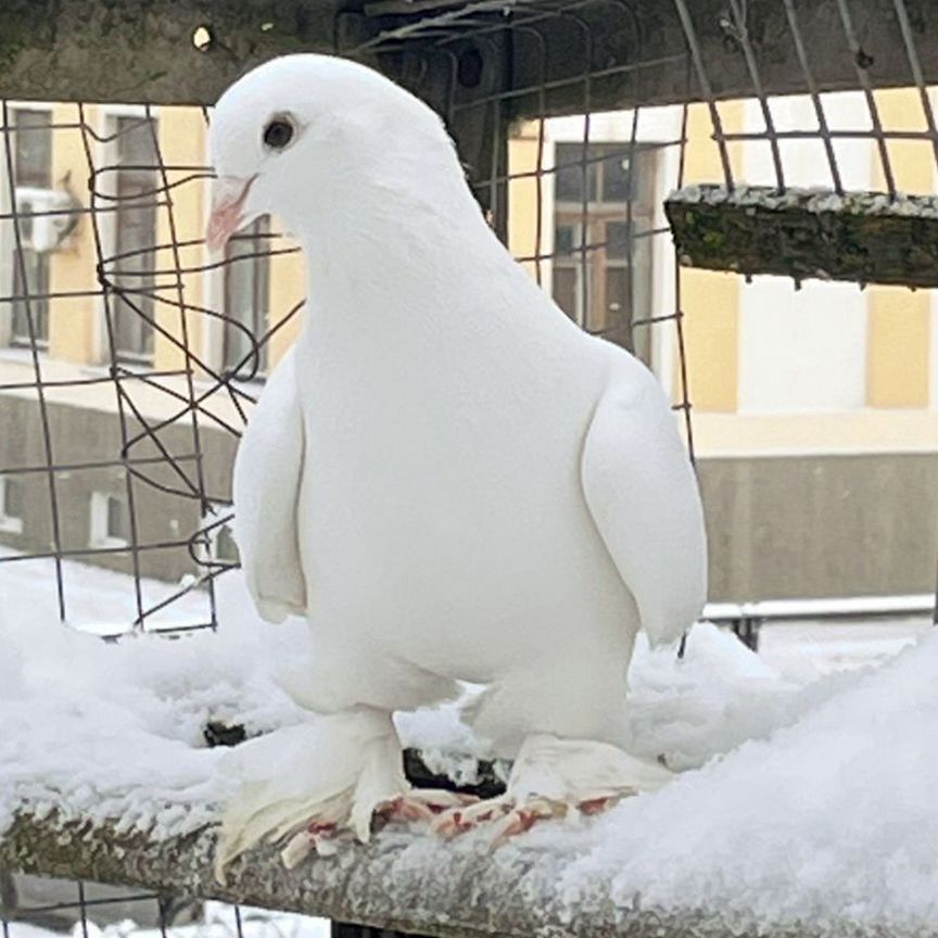 Голубь