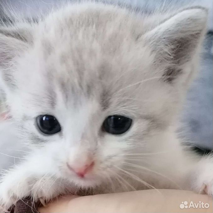 Котенок мальчик с сиамскими корнями в добрые руки