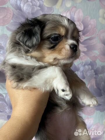 Девочки чихуахуа