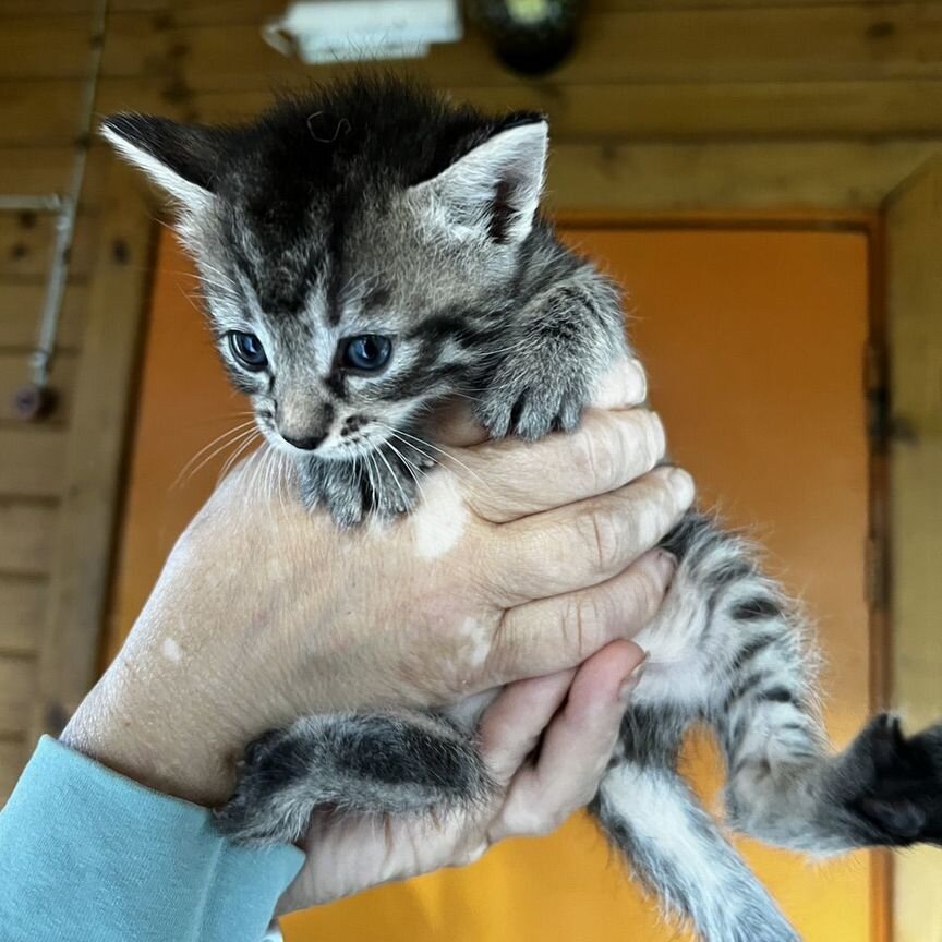 Котёнок в добрые руки