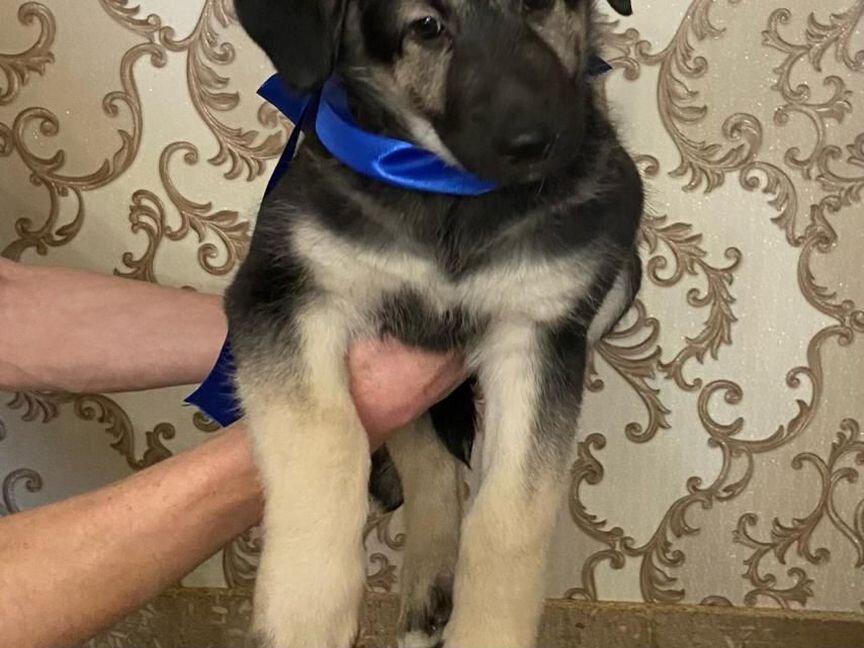 Щенки Немецкой овчарки