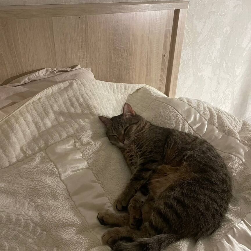 Ласковая Кошка 4 года