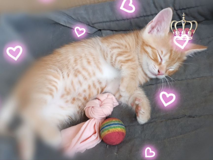 Рыжий котенок