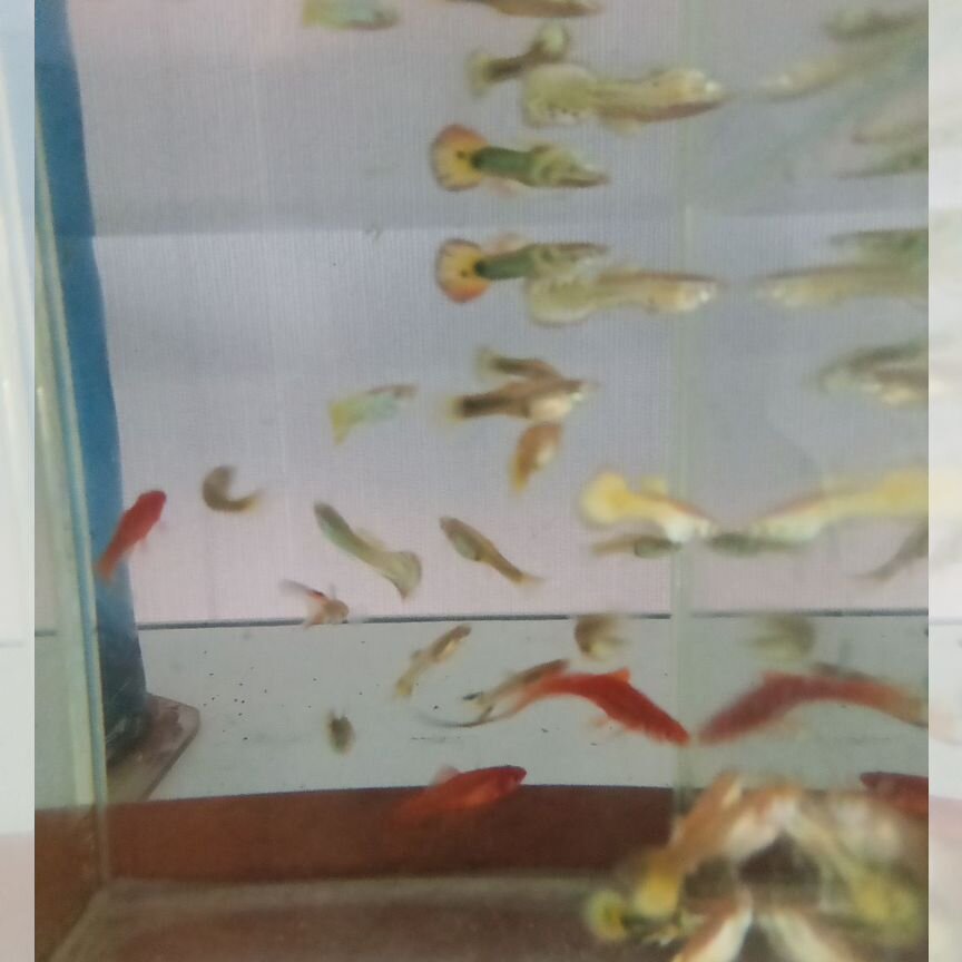 Аквариумные рыбки