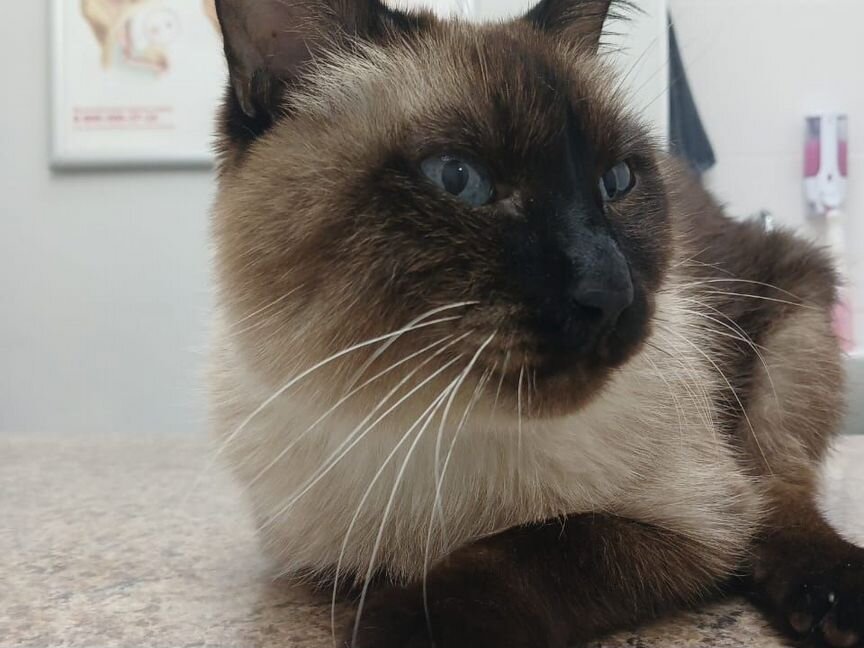Кастрированный кот