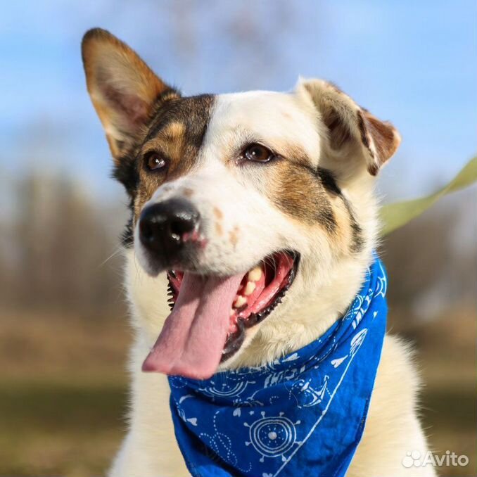 Собаченька Олли ищет дом