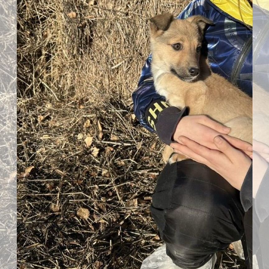 Щенок в добрые руки