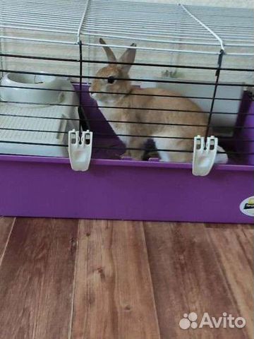 Декоративный кролик в добрые руки